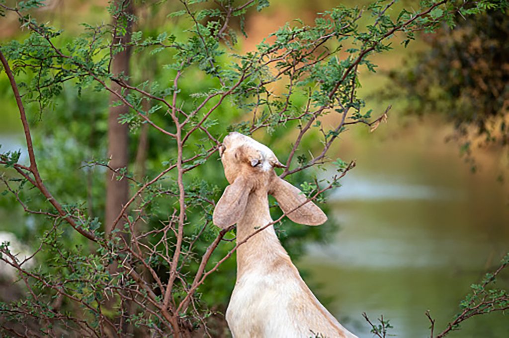 Pasture Management for Goats - Goat Journal